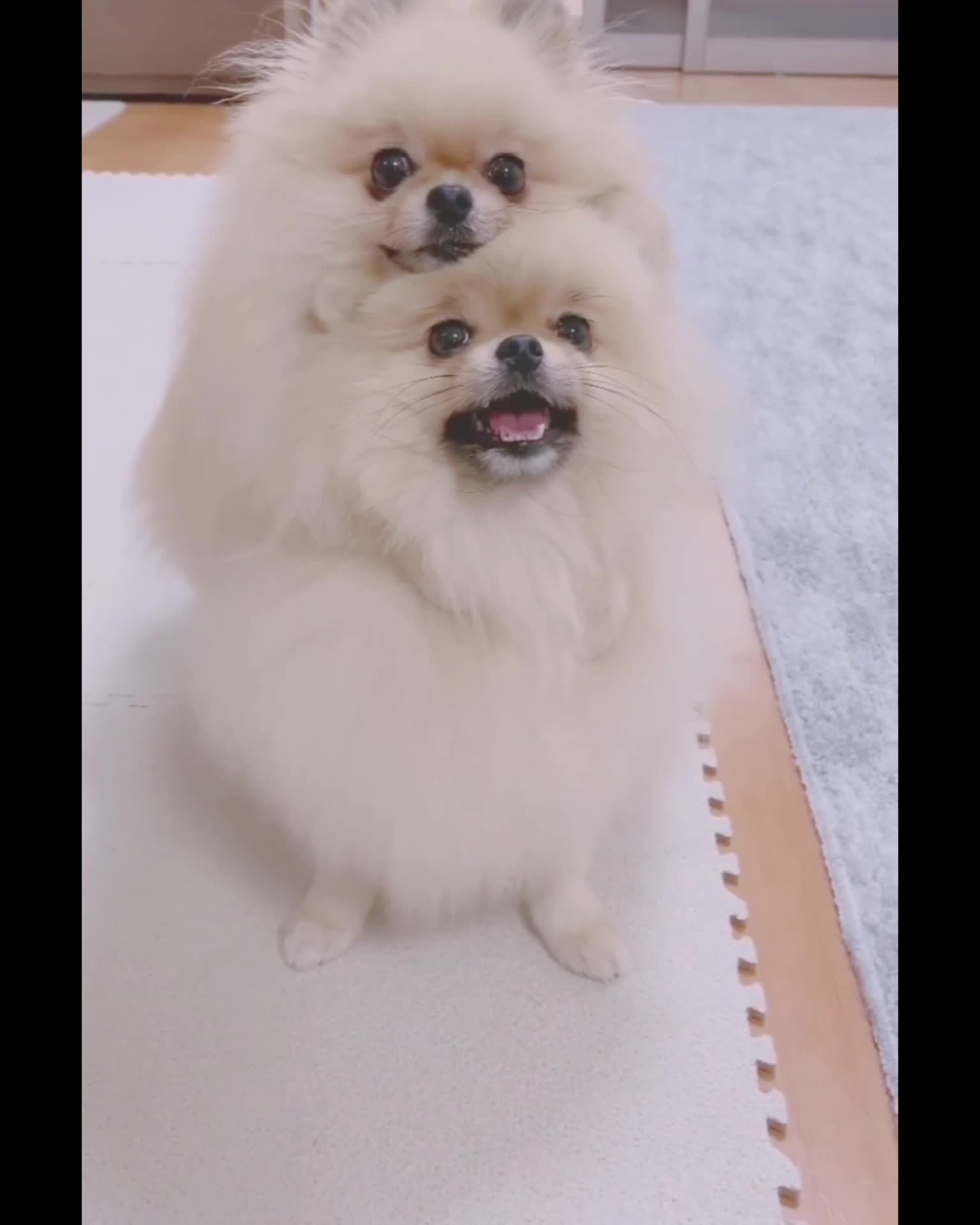 Cute couple dog