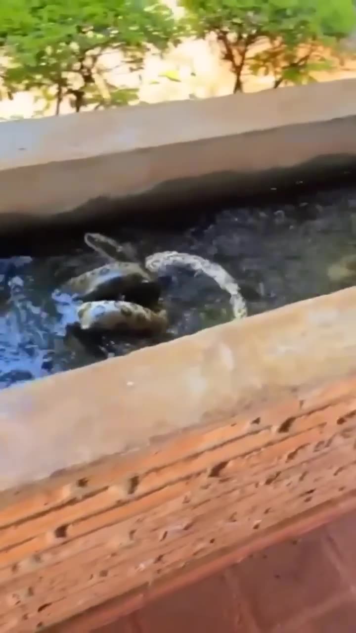 snakes entering the pipe 😂😂😂