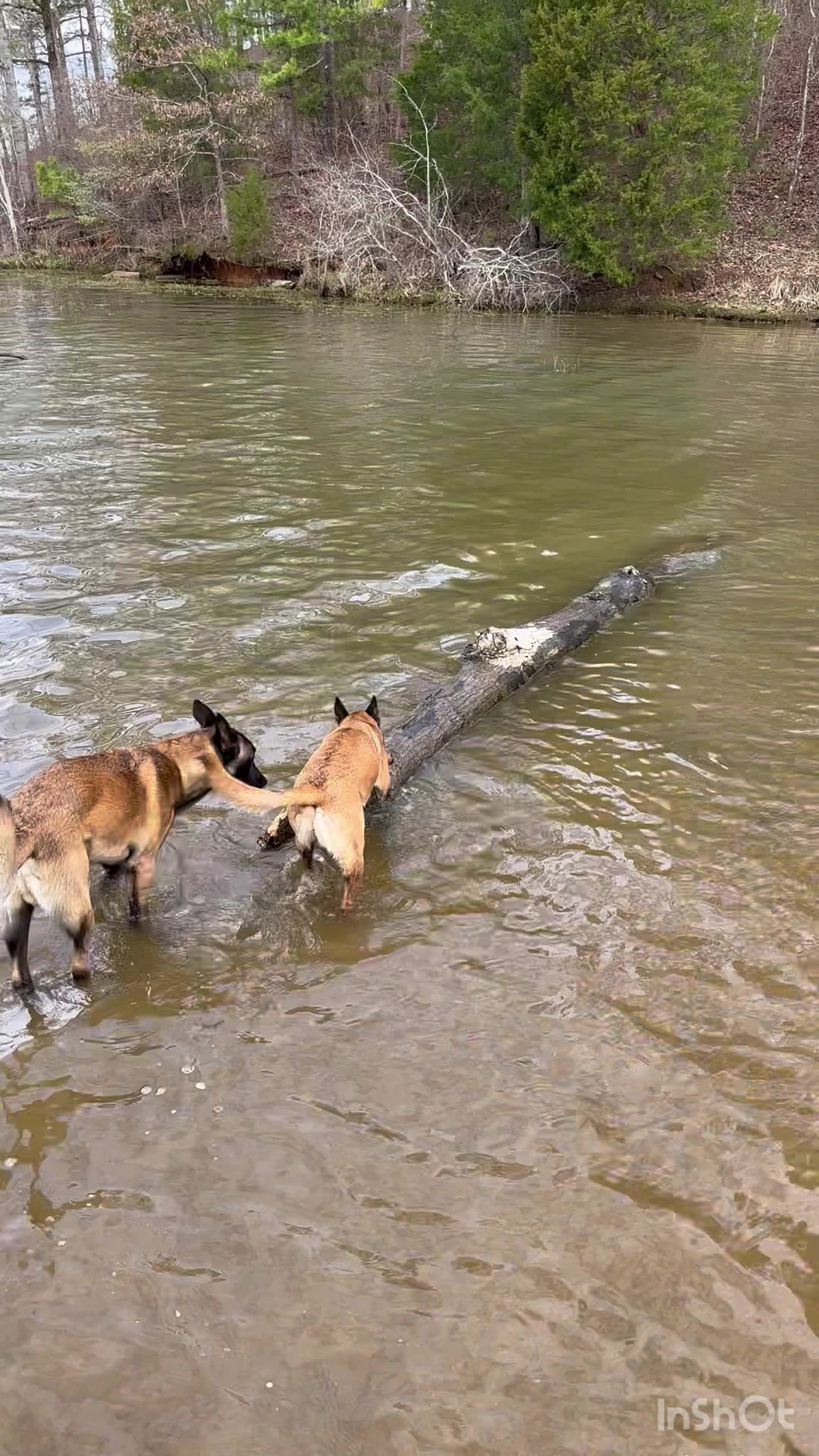 Belgian Malinois practice for log rolling competition!!!
