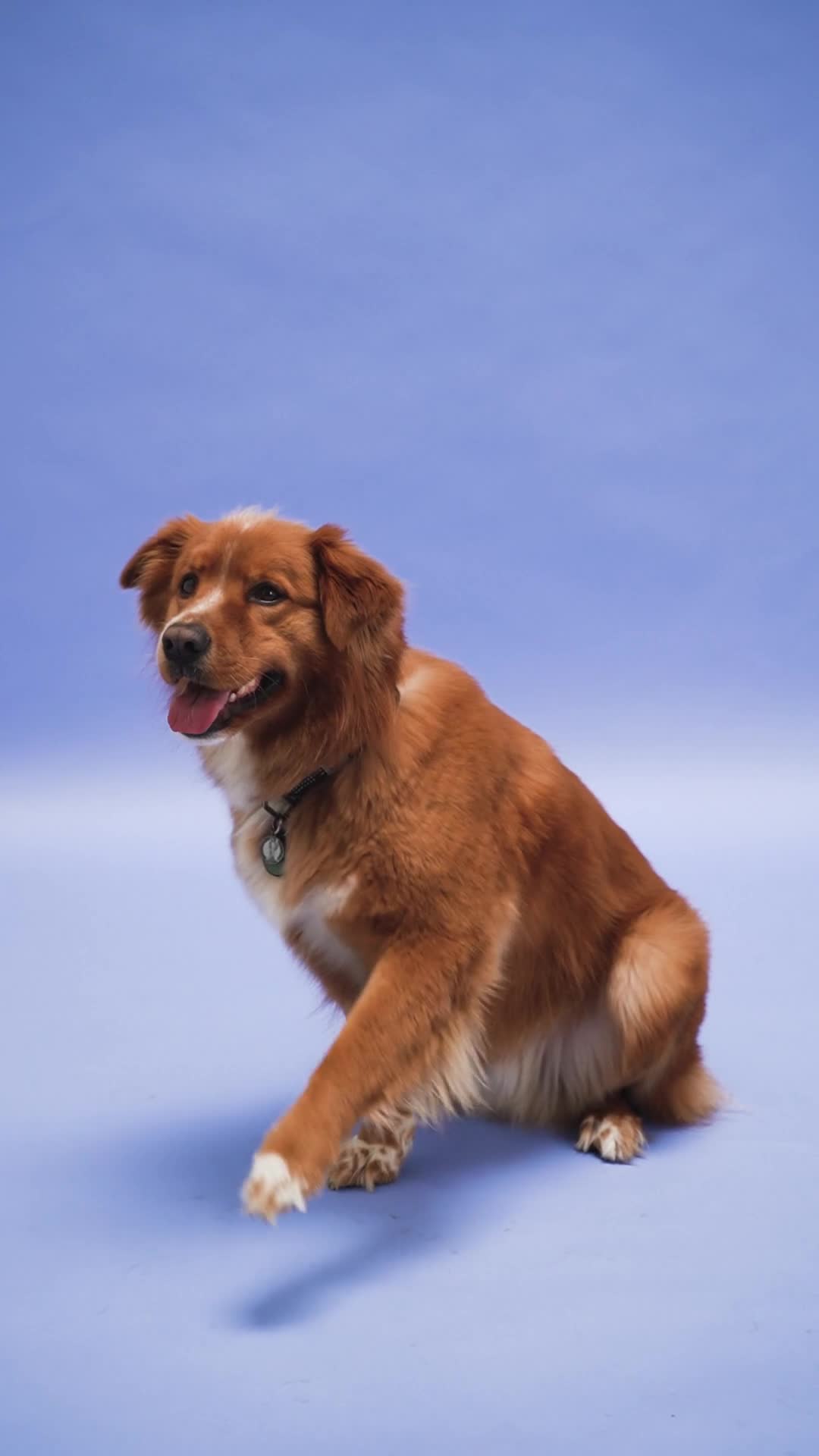 Dogs Doing Funny Things Cutest Puppies