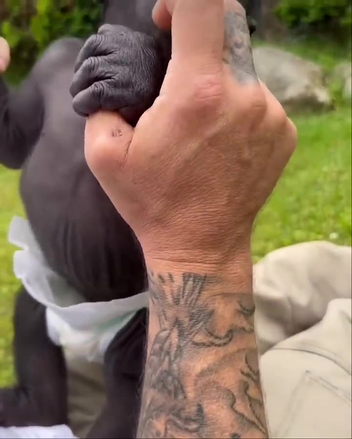 Cute monkey