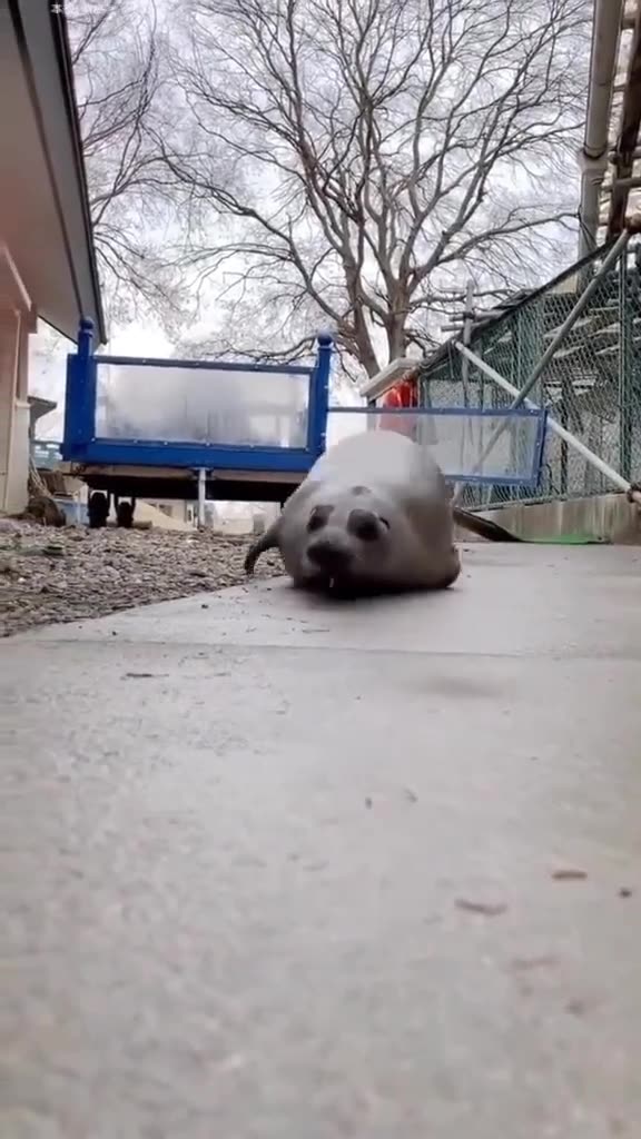 Funniest seal dance