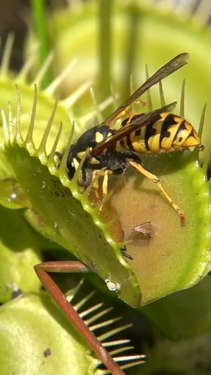 Venus Flytrap Devours Wasp