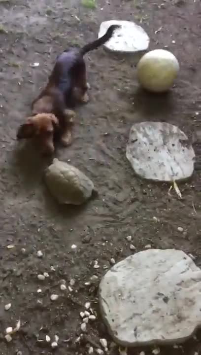 Just a Dachshund and Tortoise Playing Soccer
