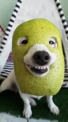 Animals fail to make us laugh Super funny animal compilation
