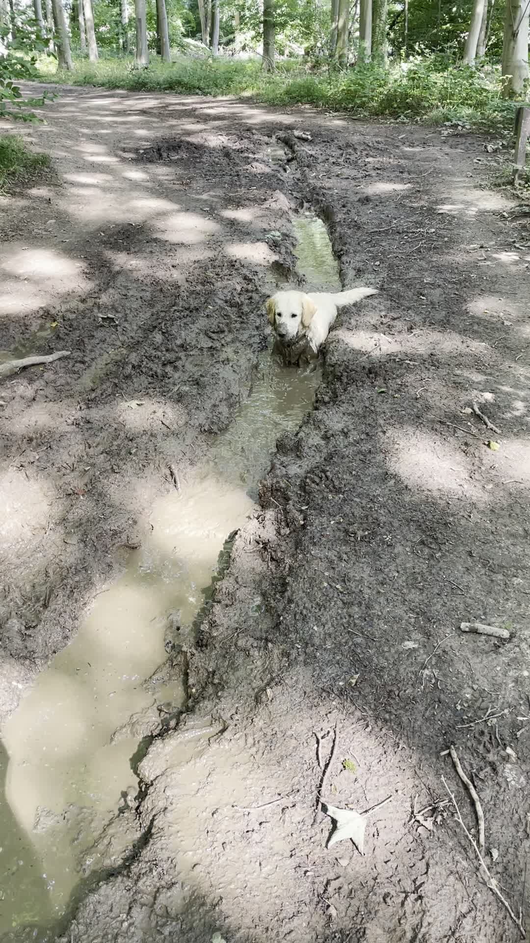 Mud Loving Doggy Relaxes in Sloppy Ditch