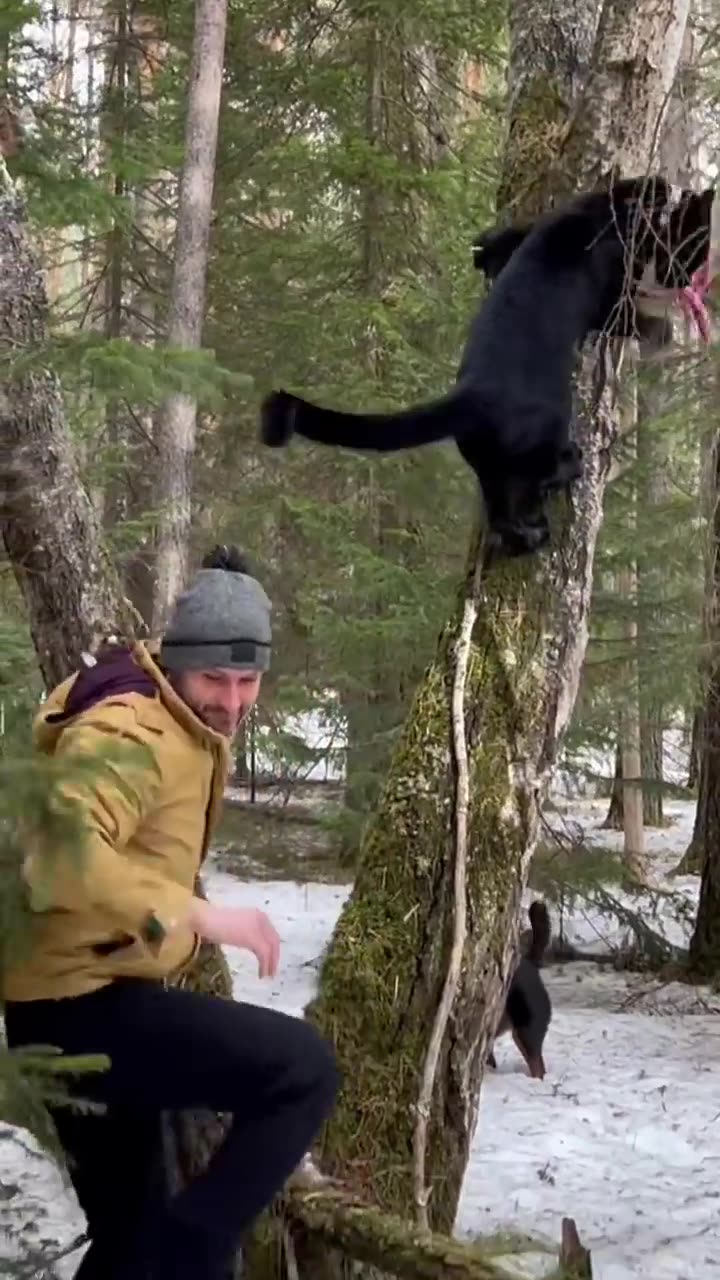 #14 Hilarious Pet Hijinks: Viral Laughter with Adorable Furry Comedians! 🐾😂