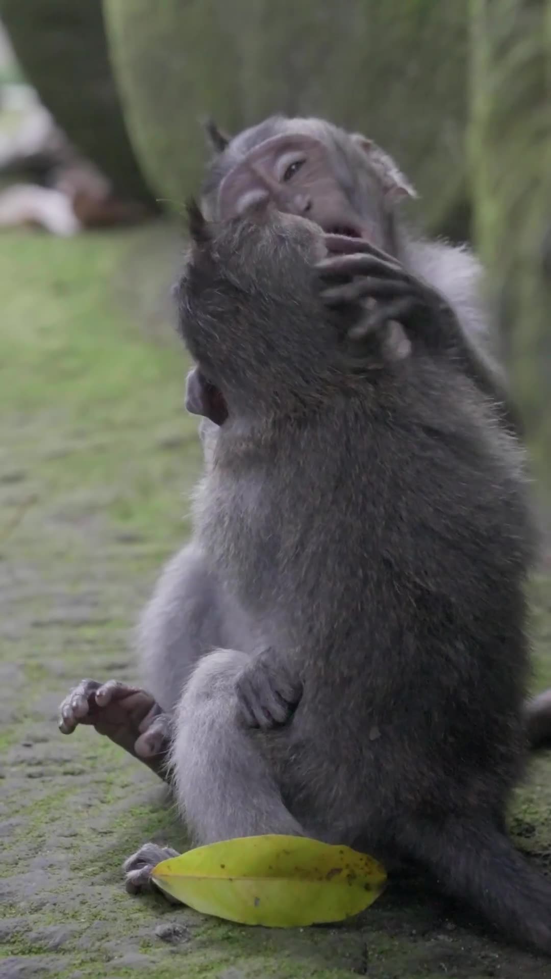 See how the monkeys are having fun