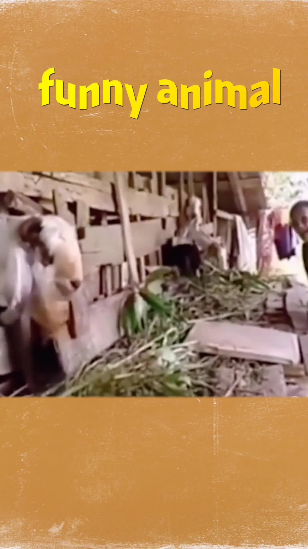 After the day's work, look at these funny animals! Let you forget ...