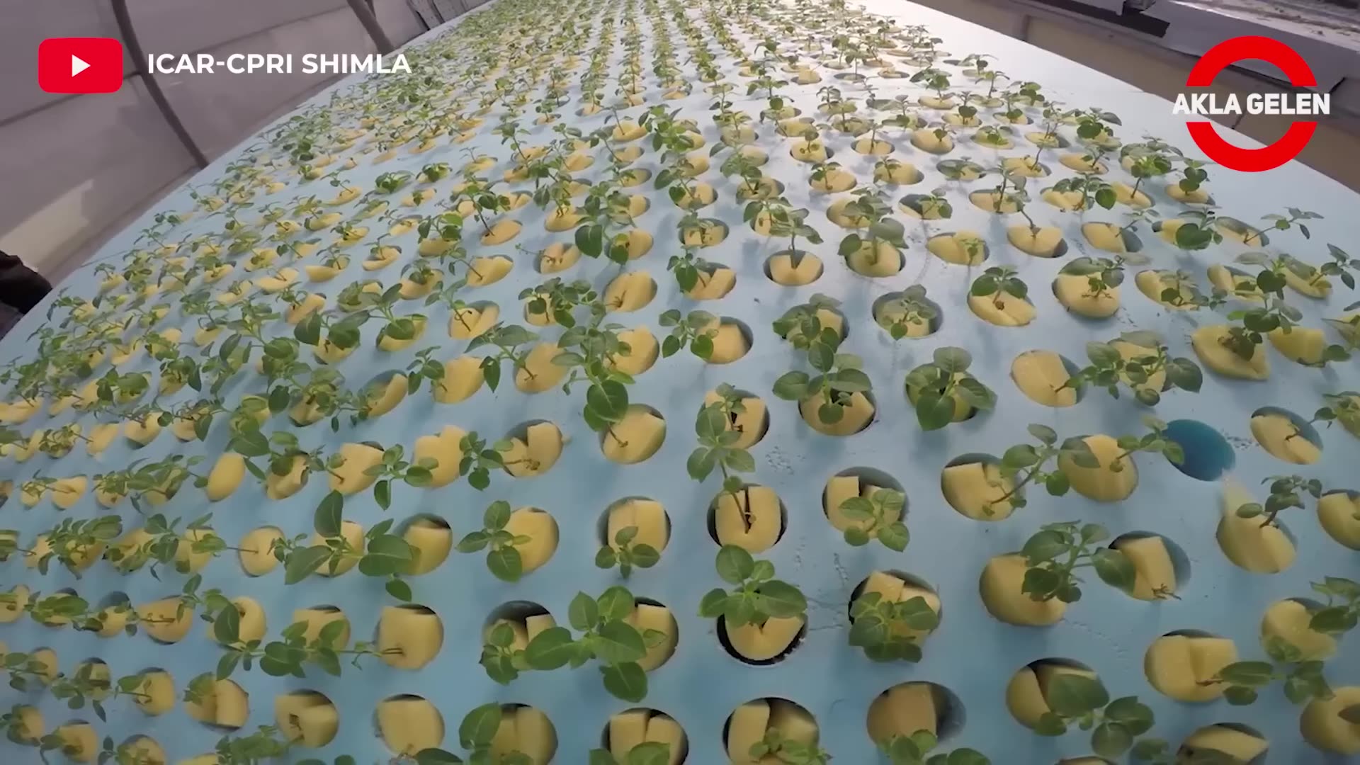 The Farm Producing Potato Without Soil Will Surprise You - Incredible ...