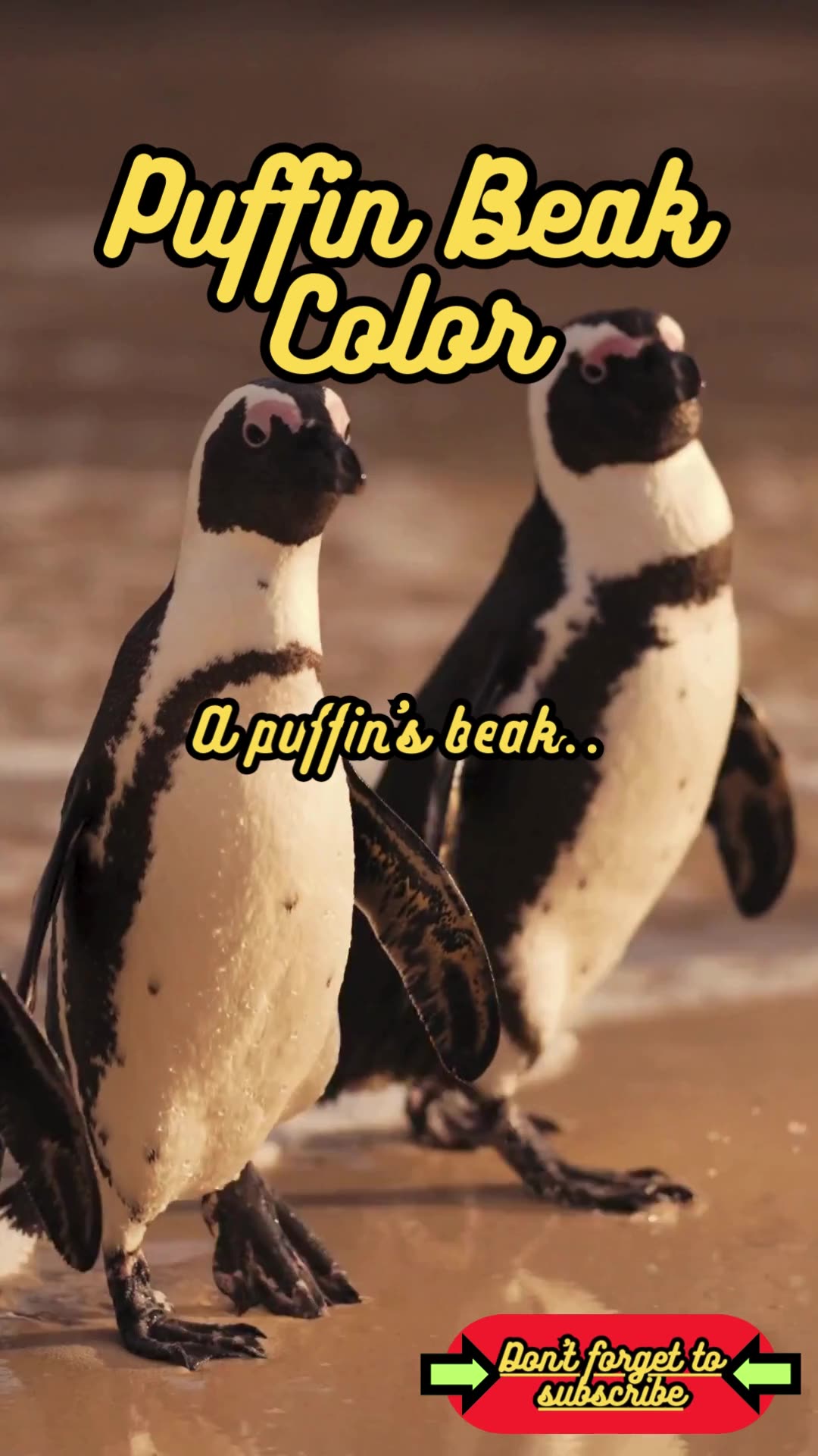 Animal Facts Puffin Beak Color #shorts