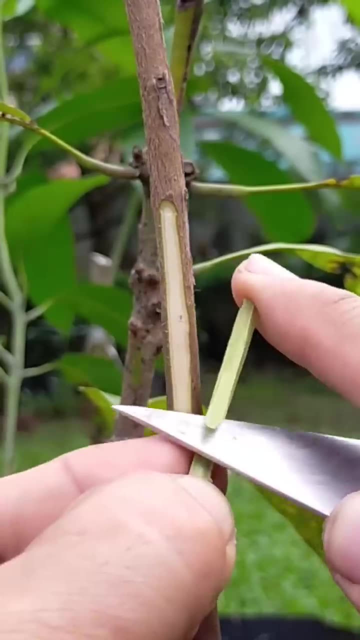 AMAZING GRAFTING TECHNIQUE