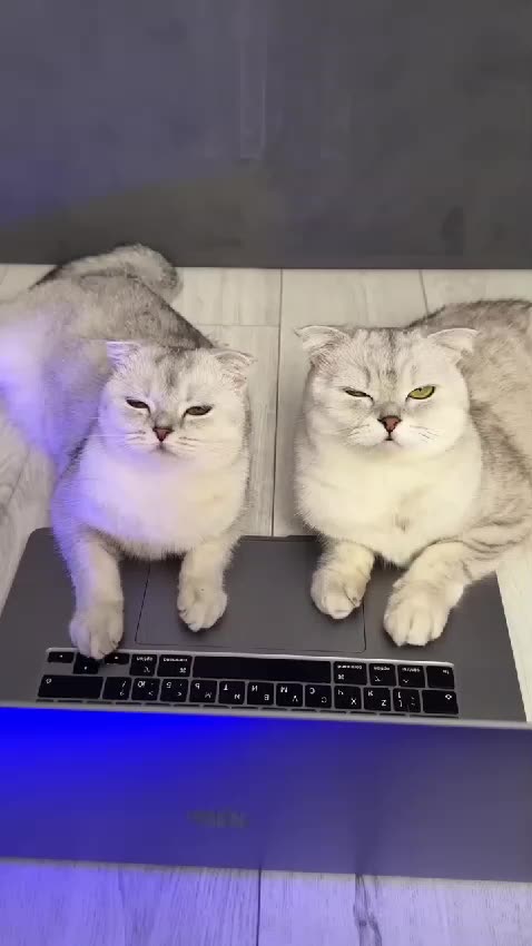 The evil Plan of cat