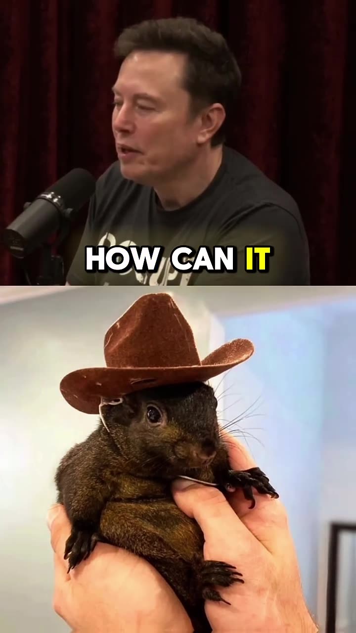 Joe Rogan & Elon Musk Discuss Peanut The Squirrel 🐿