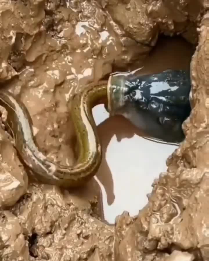 This is a beautiful and charming water-dwelling species