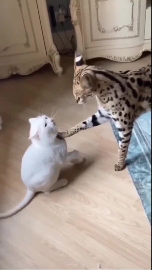 Cute Cats Compilation (messing up mess)