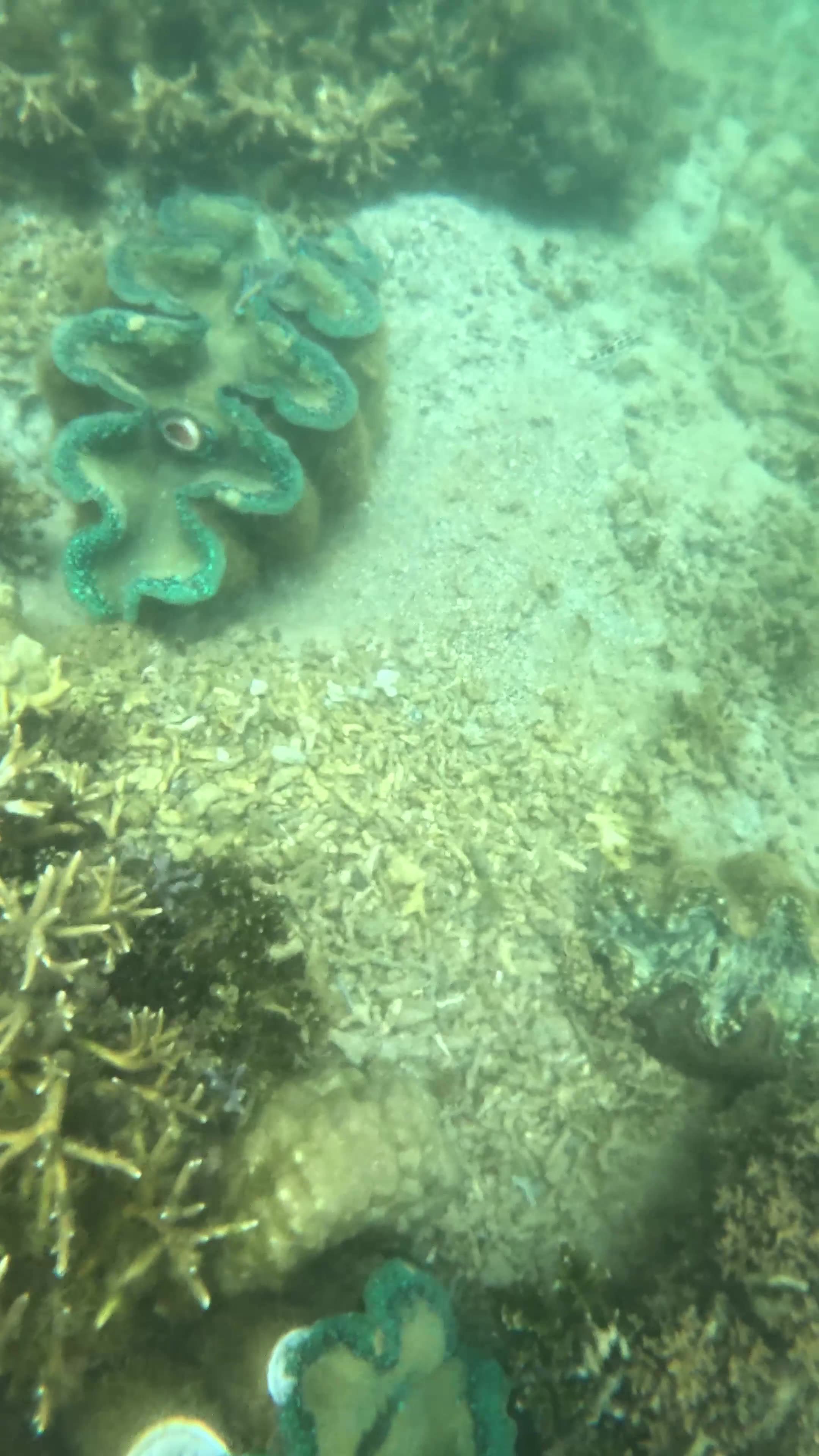 Snorkeling Adventures Philippines, Giant Clams are so amazing!