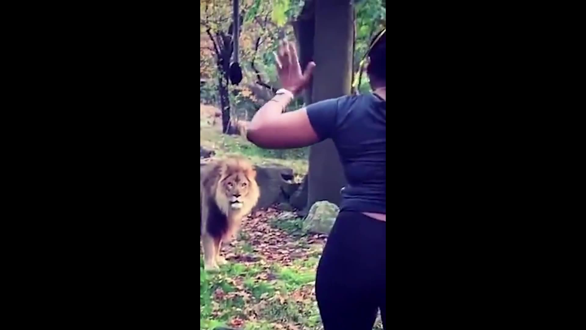They bearly lived to tell the tale! From panda attacks to a tiger ...