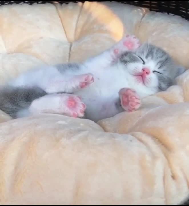 #2 Funny cats that will make you laugh || Сompilation 2021