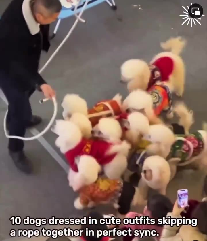 Ten Dogs Skipping Rope at the Same Time