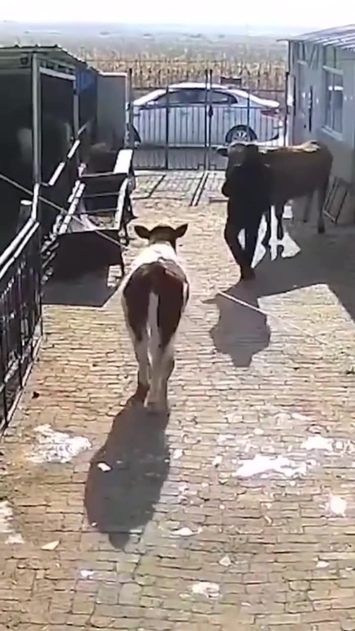 Funniest animals 2024 🐱In tiktok 😂 Funny and Fails Pets Video