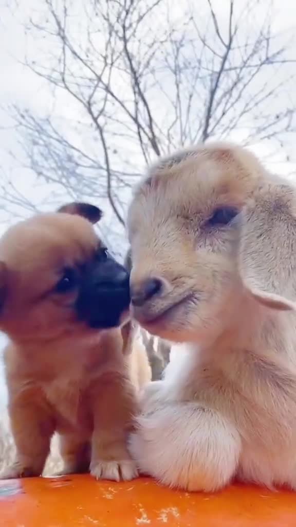 Most adorable animals friendships🥰