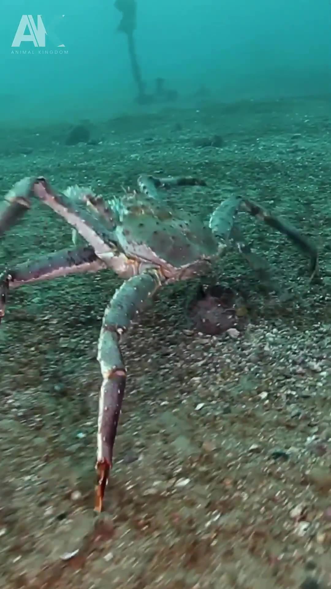 Before VS After Animal Transformation🤯| Amazing Animals Transformation