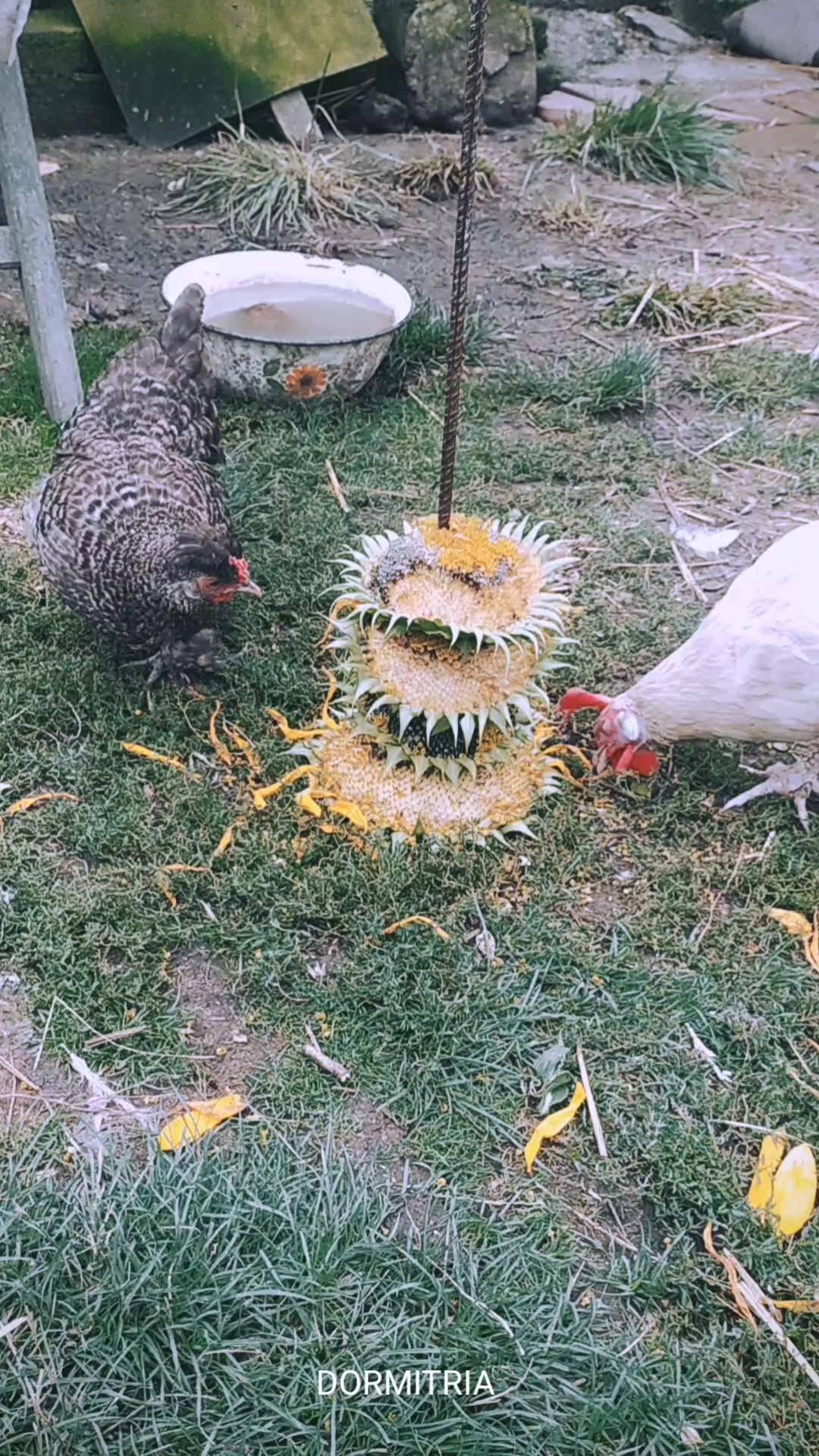 Sunflower grill for chickens 😍🐔
