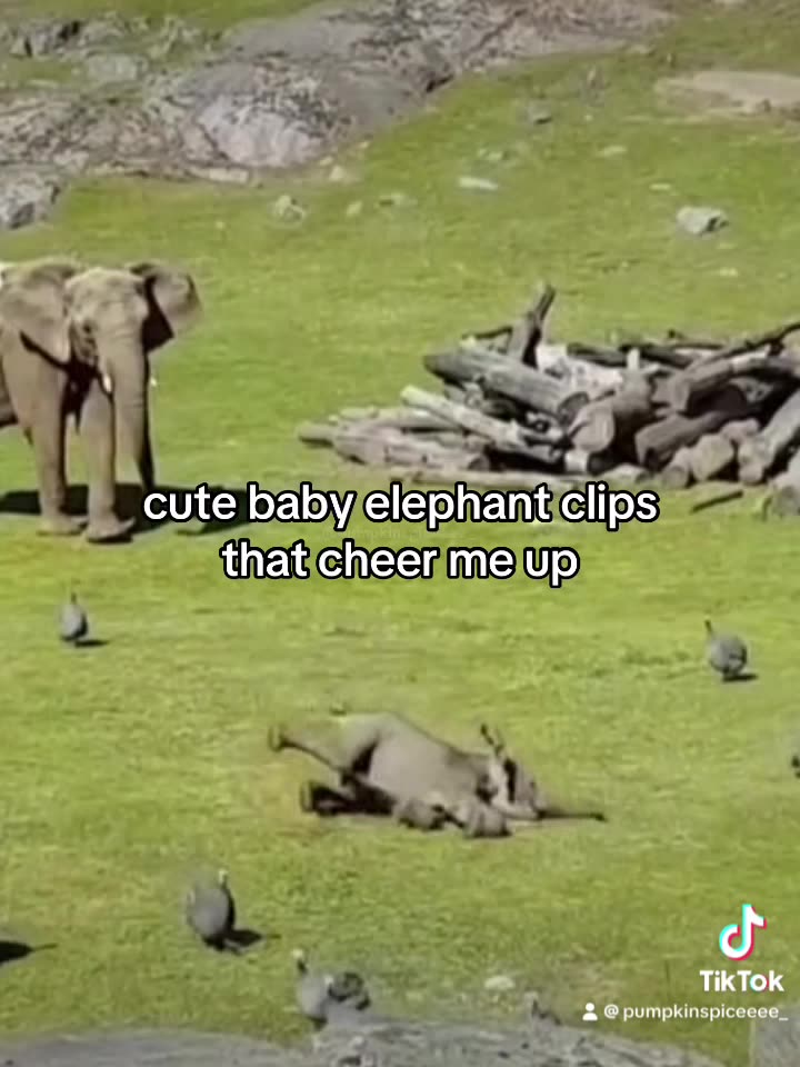 cute baby elephant clips that cheer me up