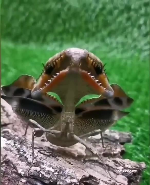 The 'Dead Leaf Mantis' of Malaysia