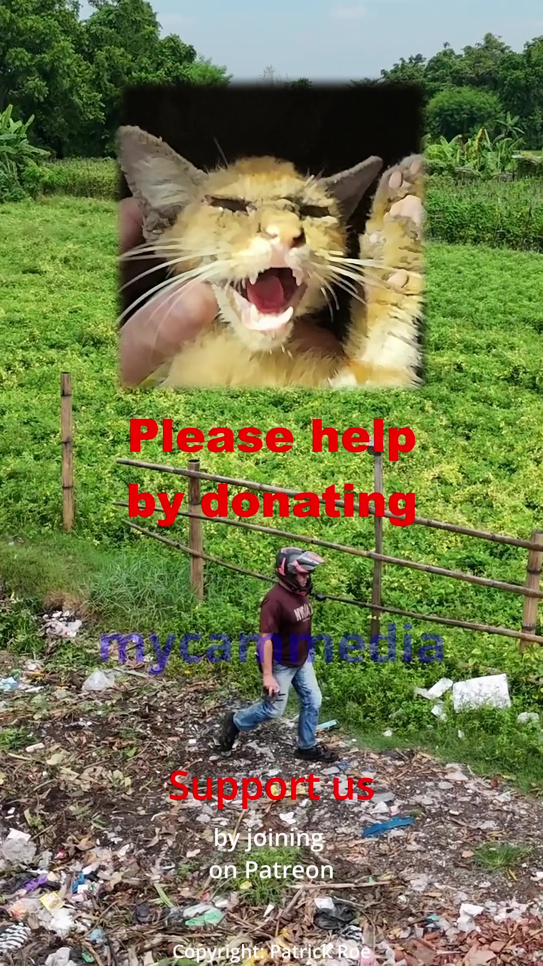 Abandoned #kittens - the quest continues #indonesia #ireland