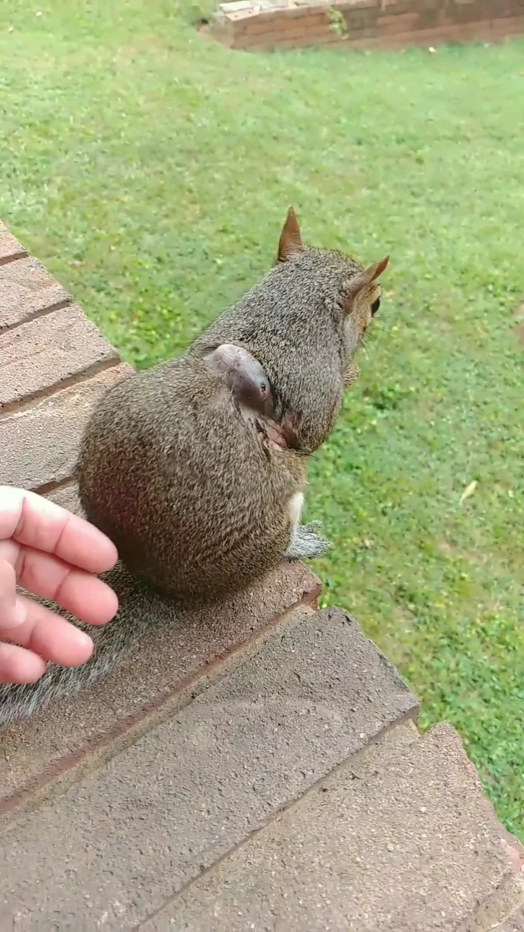 My Mika The Squirrel has two bot fly larvae living under her skin 🥺😭!!!