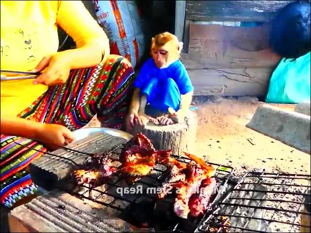 Monkey Ross and cat eating grill meat ducks with rice very delicious ...