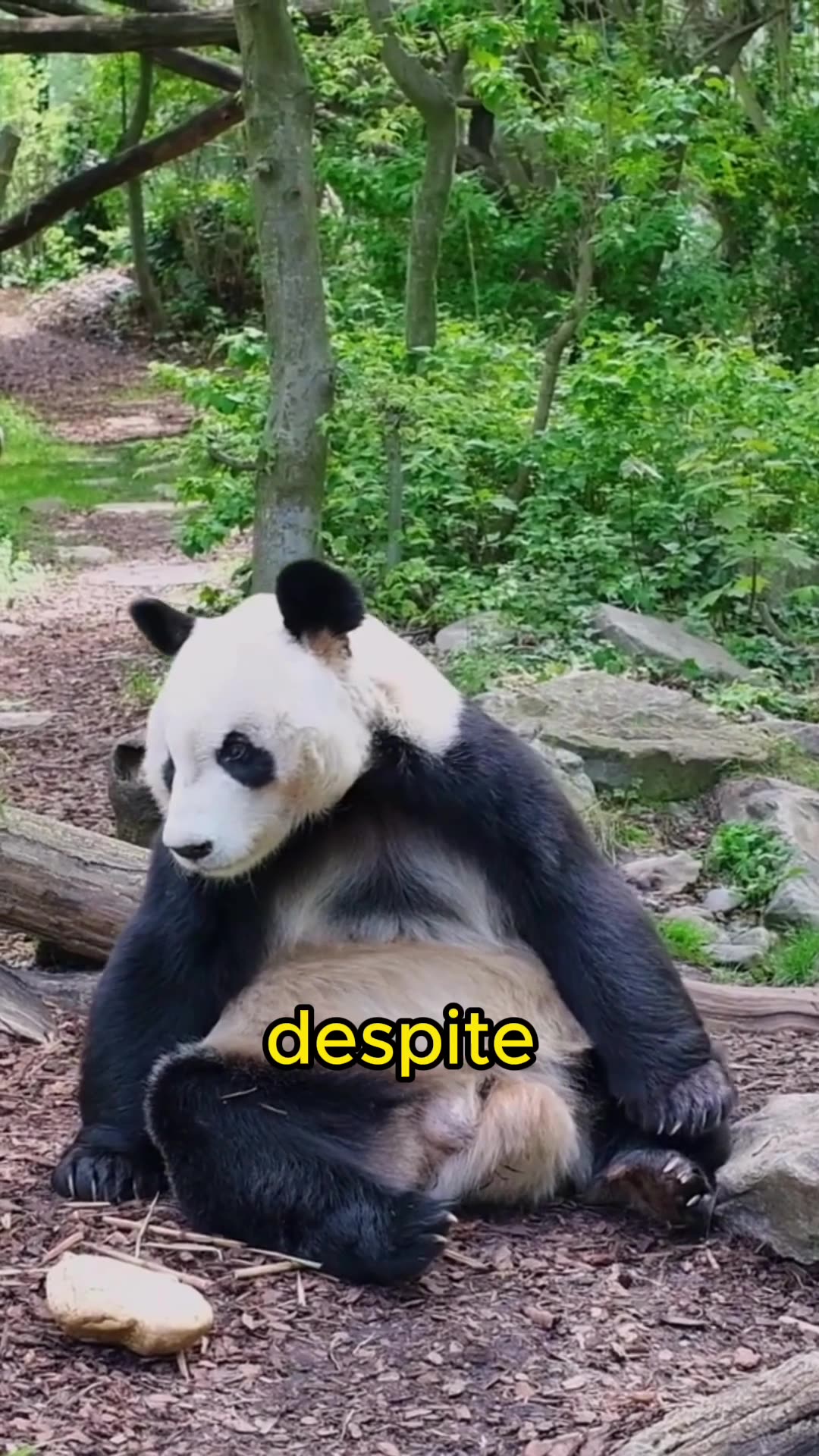 5 Fun Facts about Pandas
