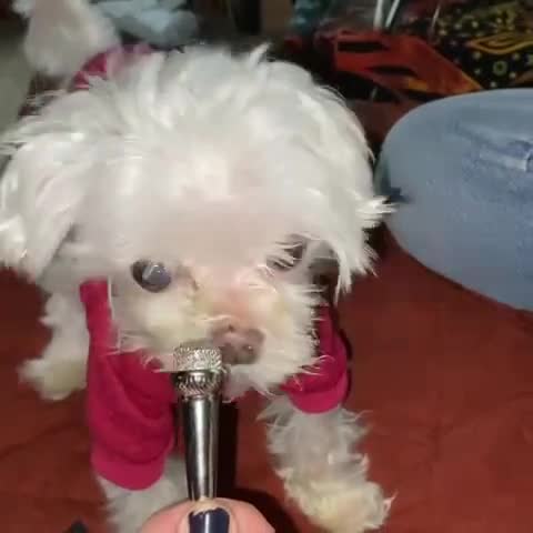 Special needs dog hilariously sniffs mini microphone
