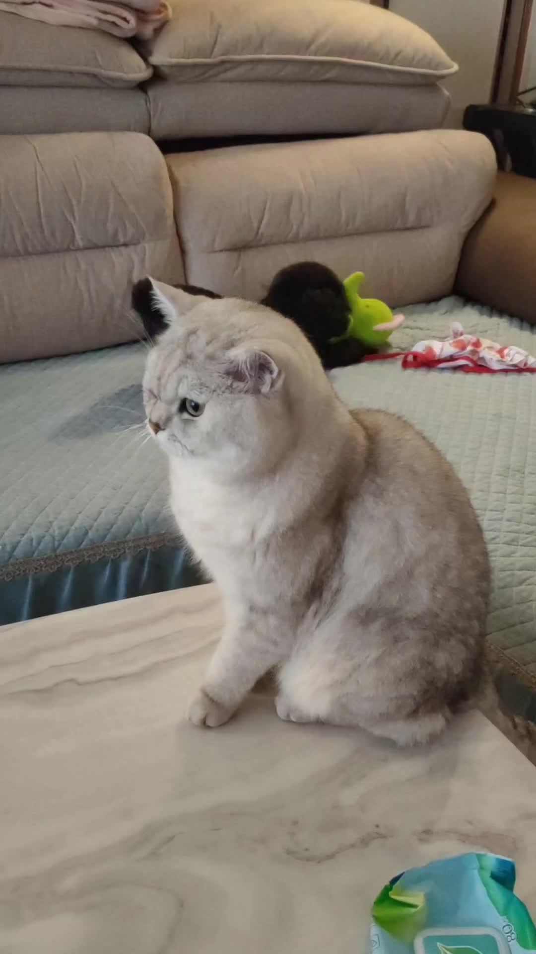 cat