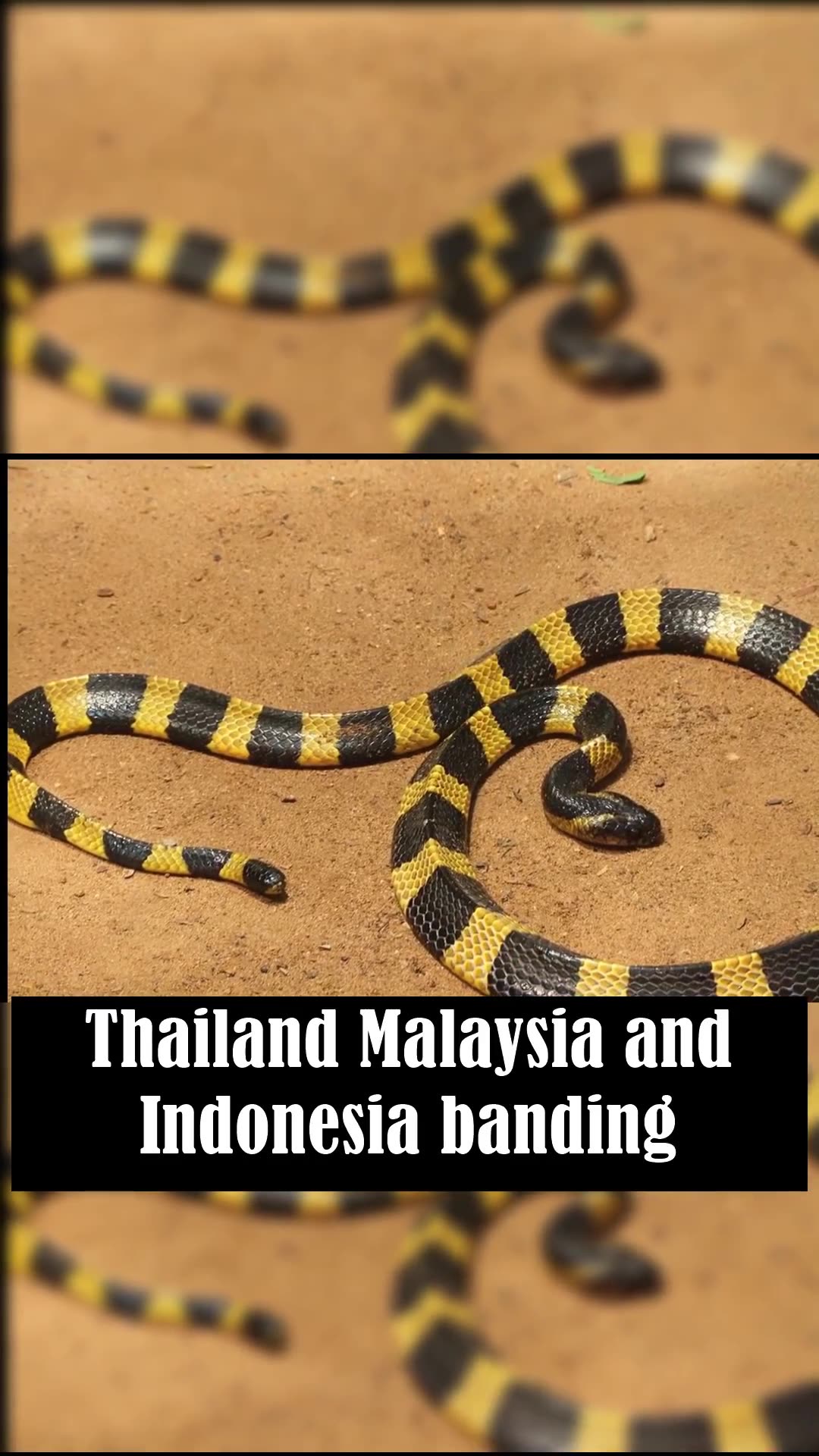 How Dangerous Is a The Banded Krait!