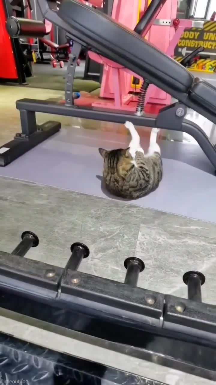 You will be surprised to see cute cat doing gym