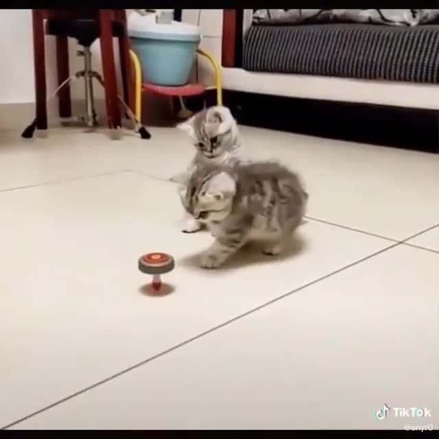 cat and his beyblade😎