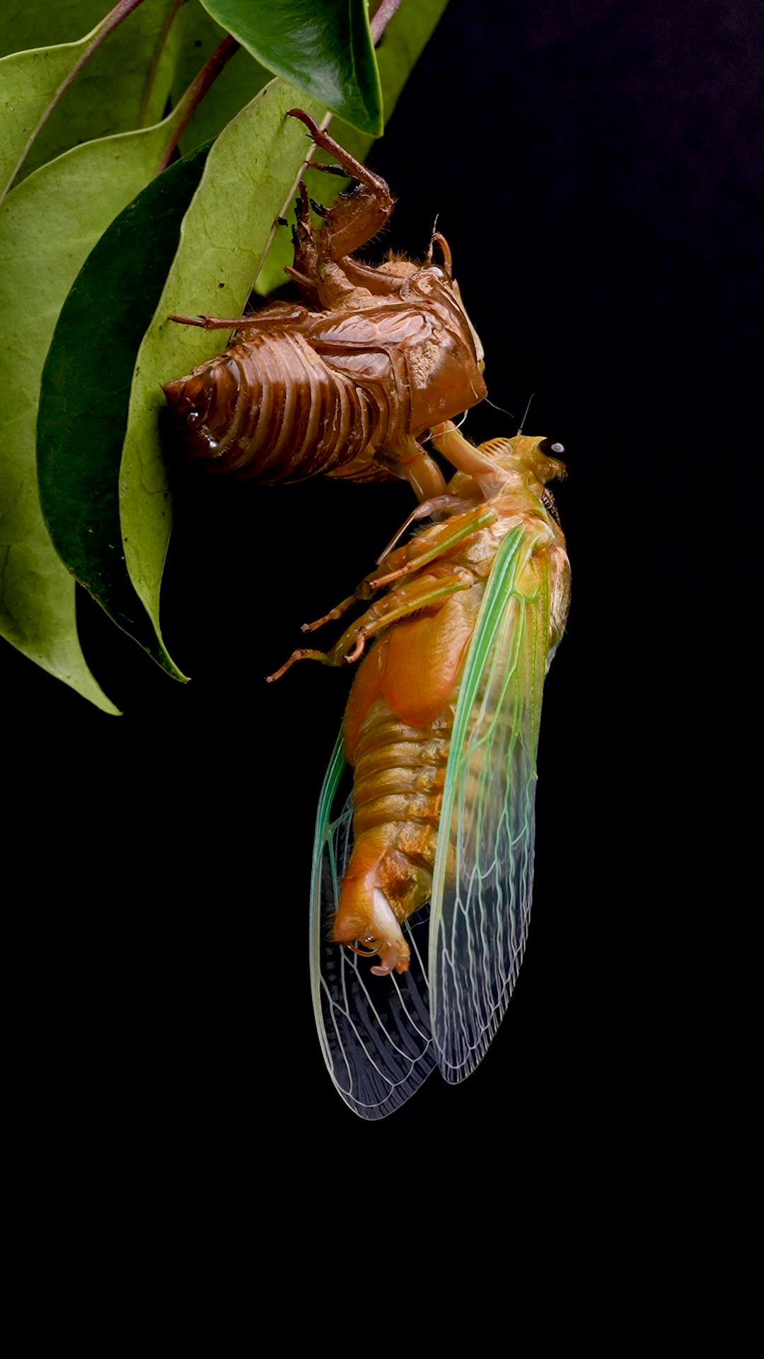 Cicada Emerges From Its Shell