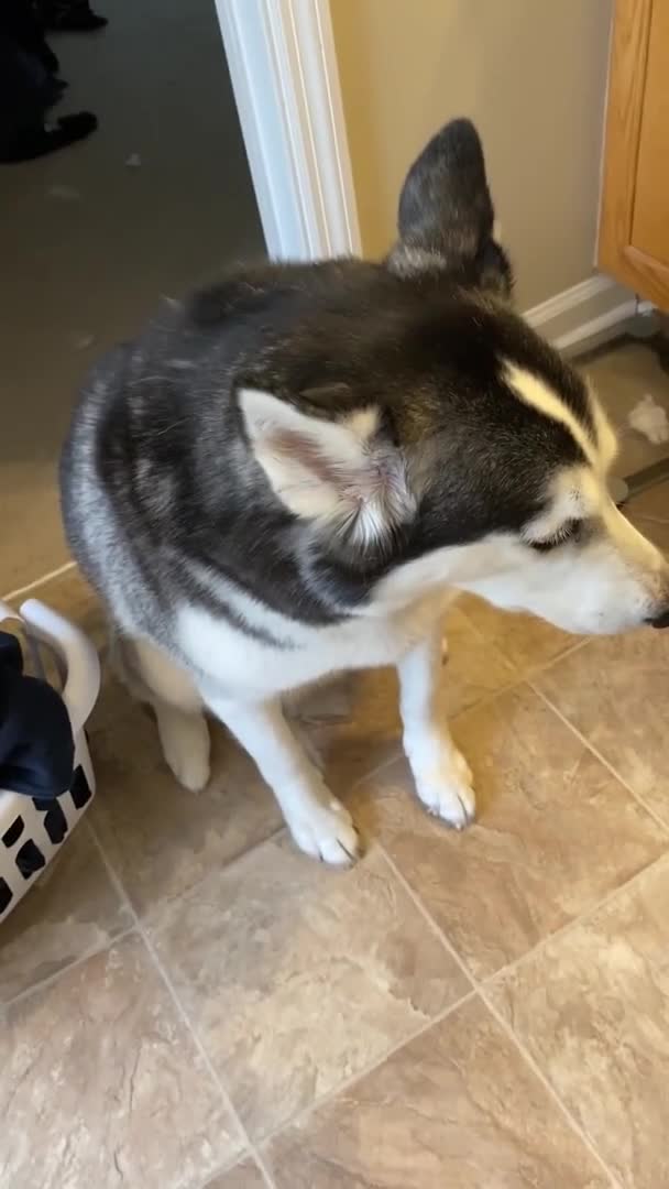 Guilty husky tries to blame other dog!