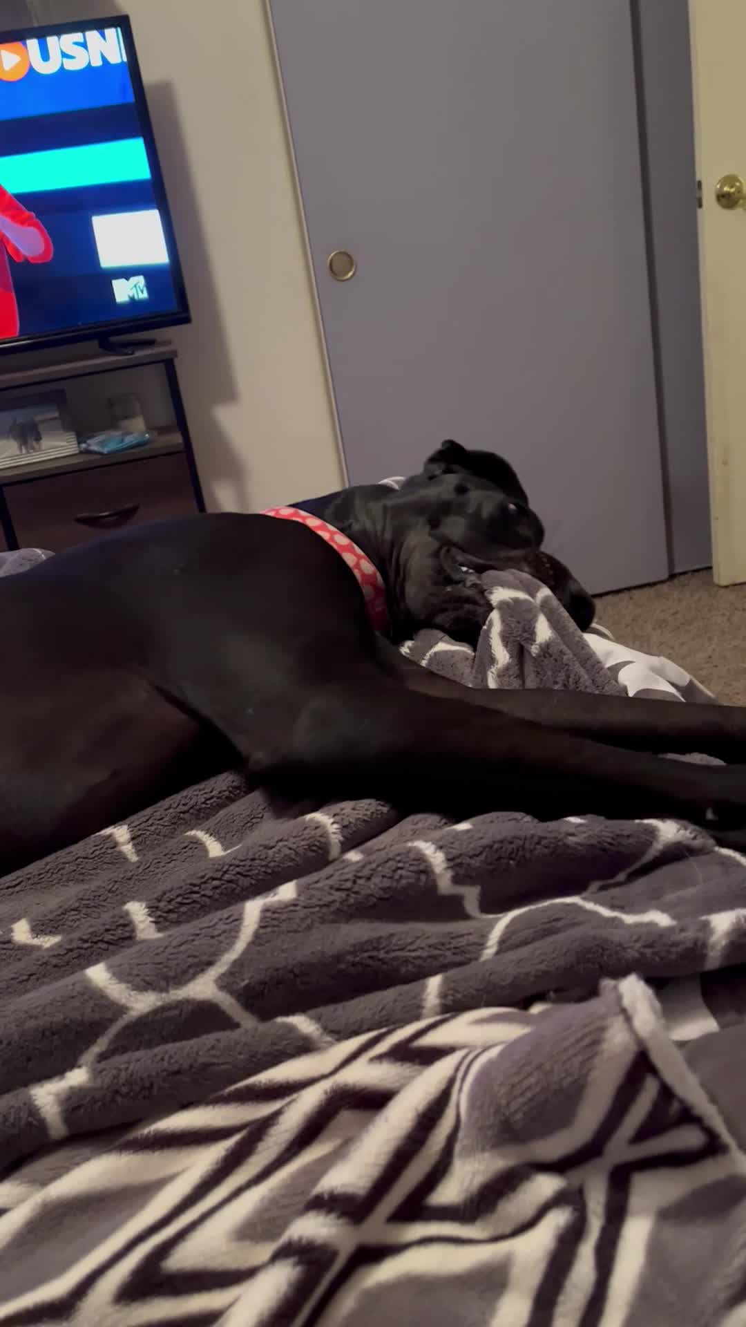 Great Dane Throws Tantrum Over Dropped Ball