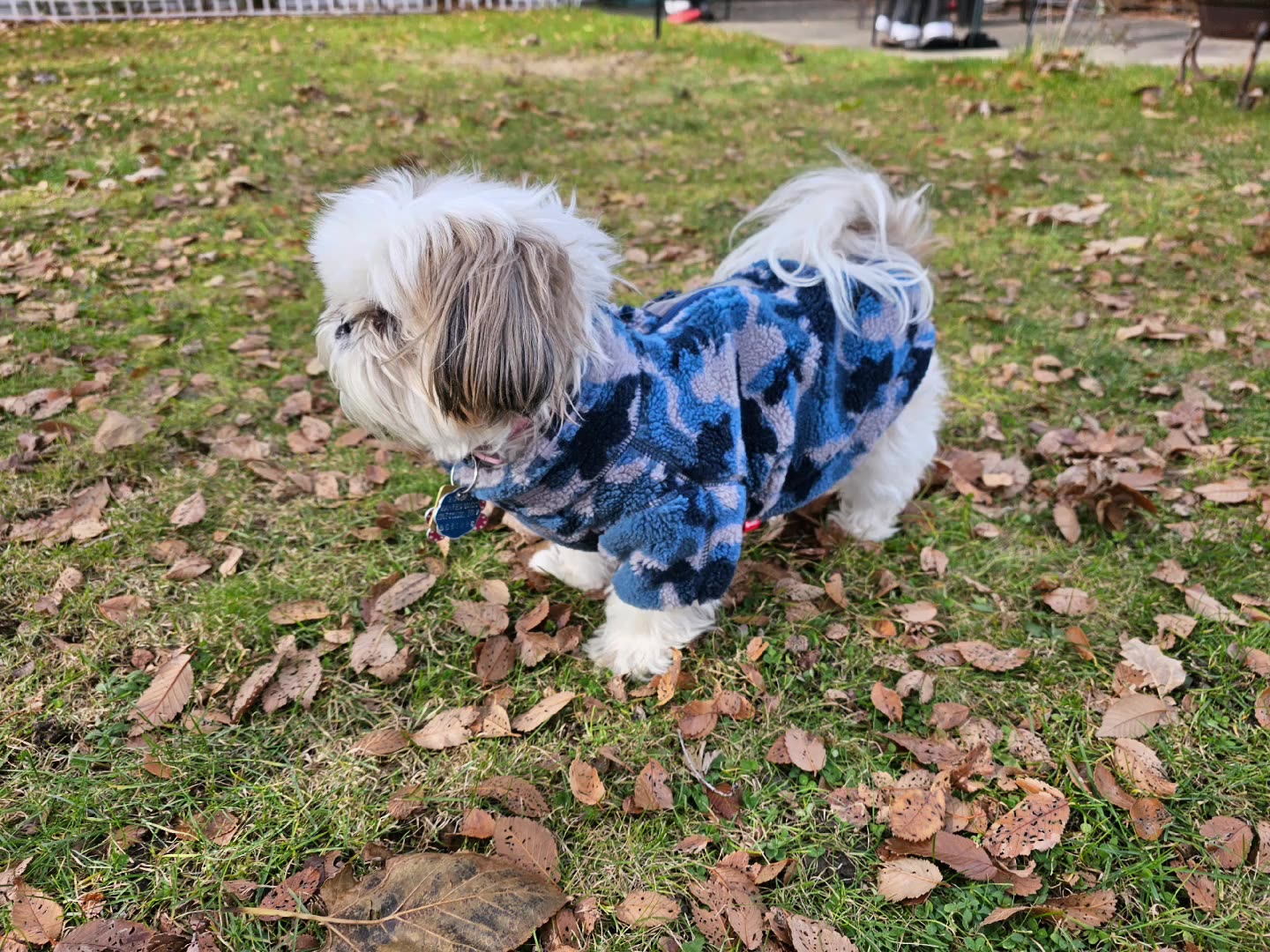 Rosie's New Coat (Featuring Rosie The Shihtzu)