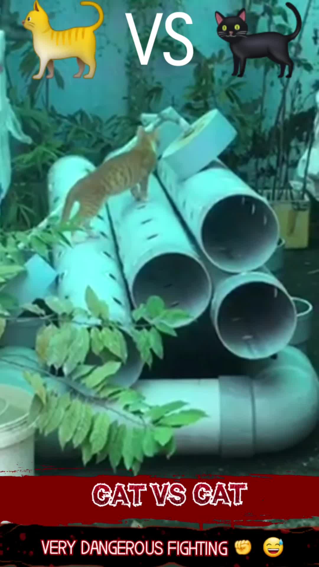 🐈‍⬛ Cat Vs Cat 🐈 || Fighting To Be The Cutest Cat 😅🤣😂#Papular #Clips ...