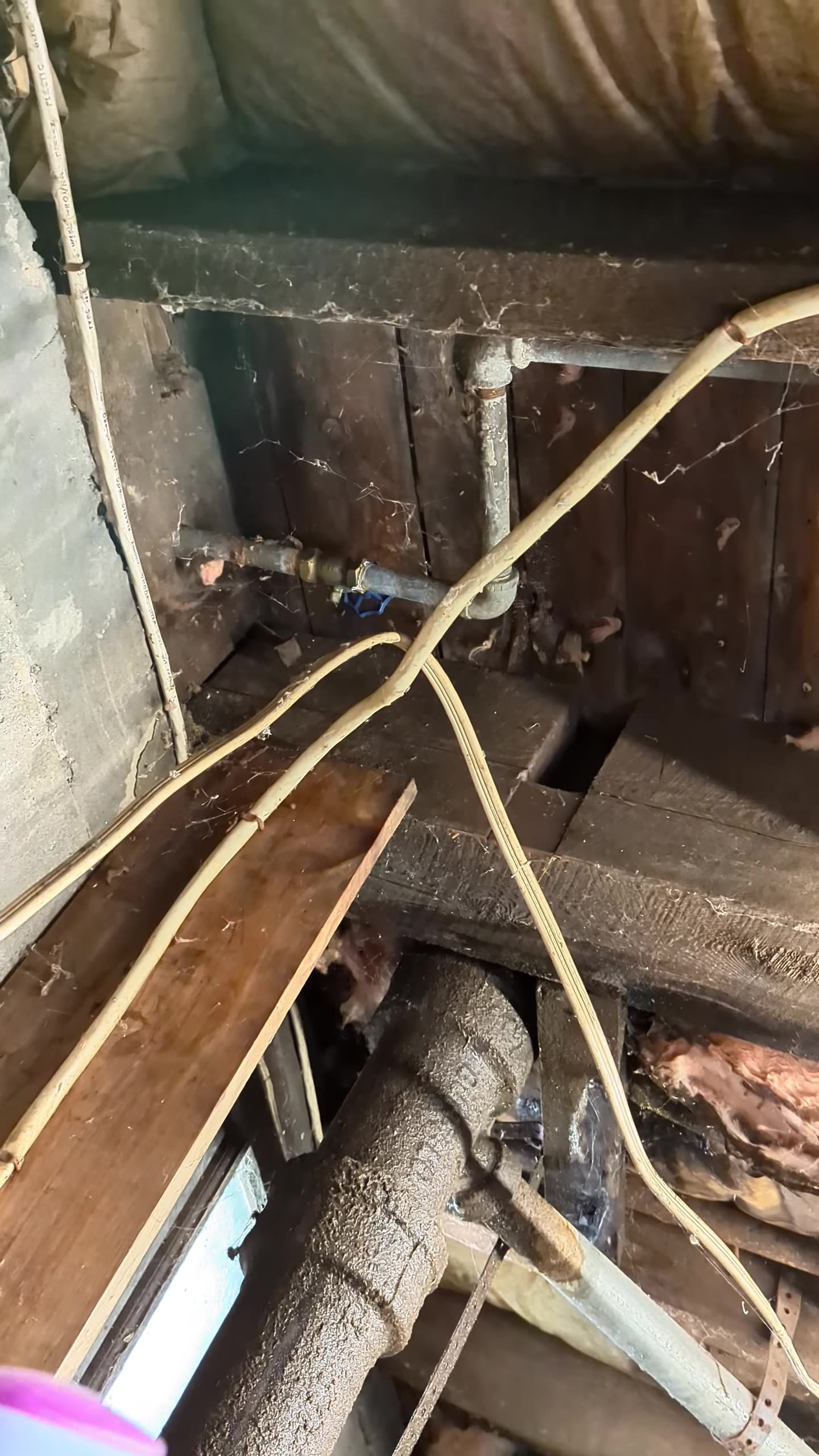 (Reupload) Andrew Ditch: Swampsquatch