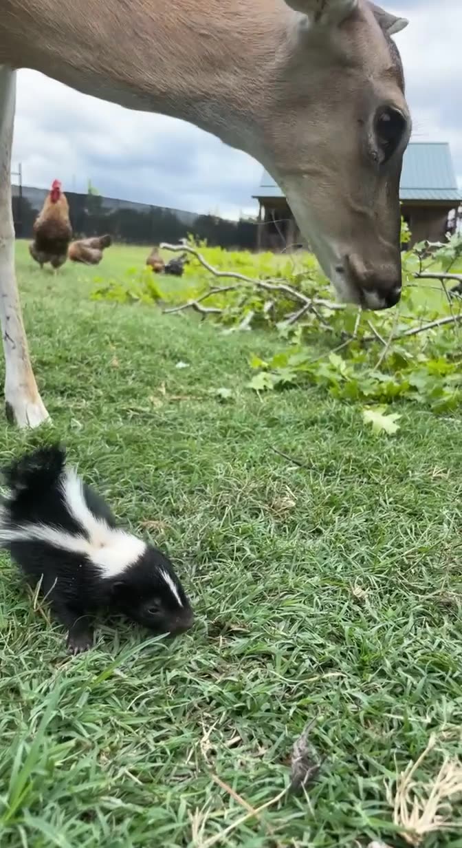 Orphaned Baby Skunk Introduced To Friendly Deer