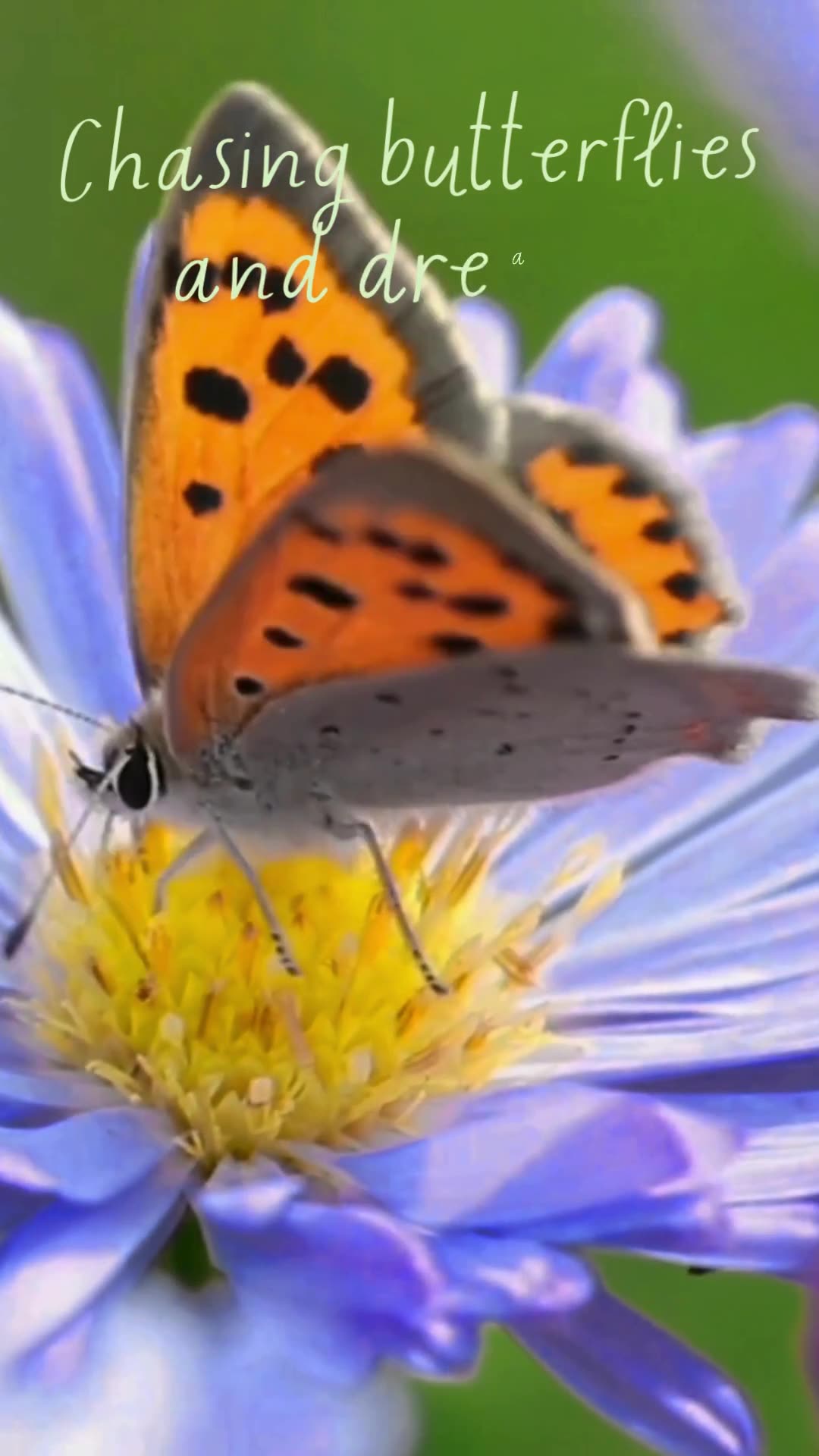 Chasing Butterflies as Dreams"