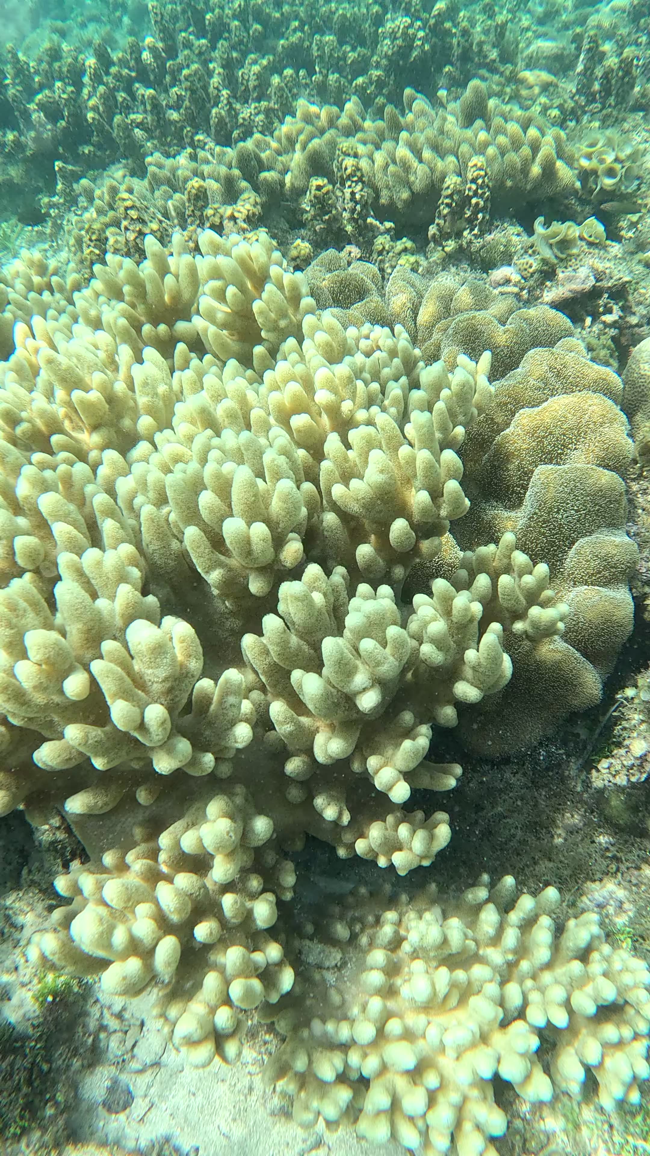 Snorkeling Adventure, What a Beautiful Coral