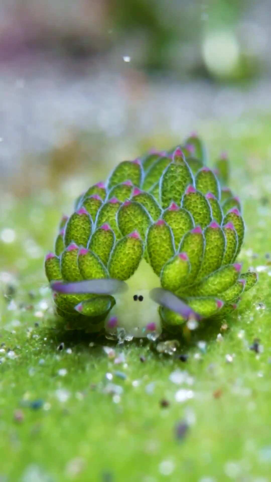 "Under the Sea: Introducing the Adorable Leaf Sheep, Mother Nature's ...