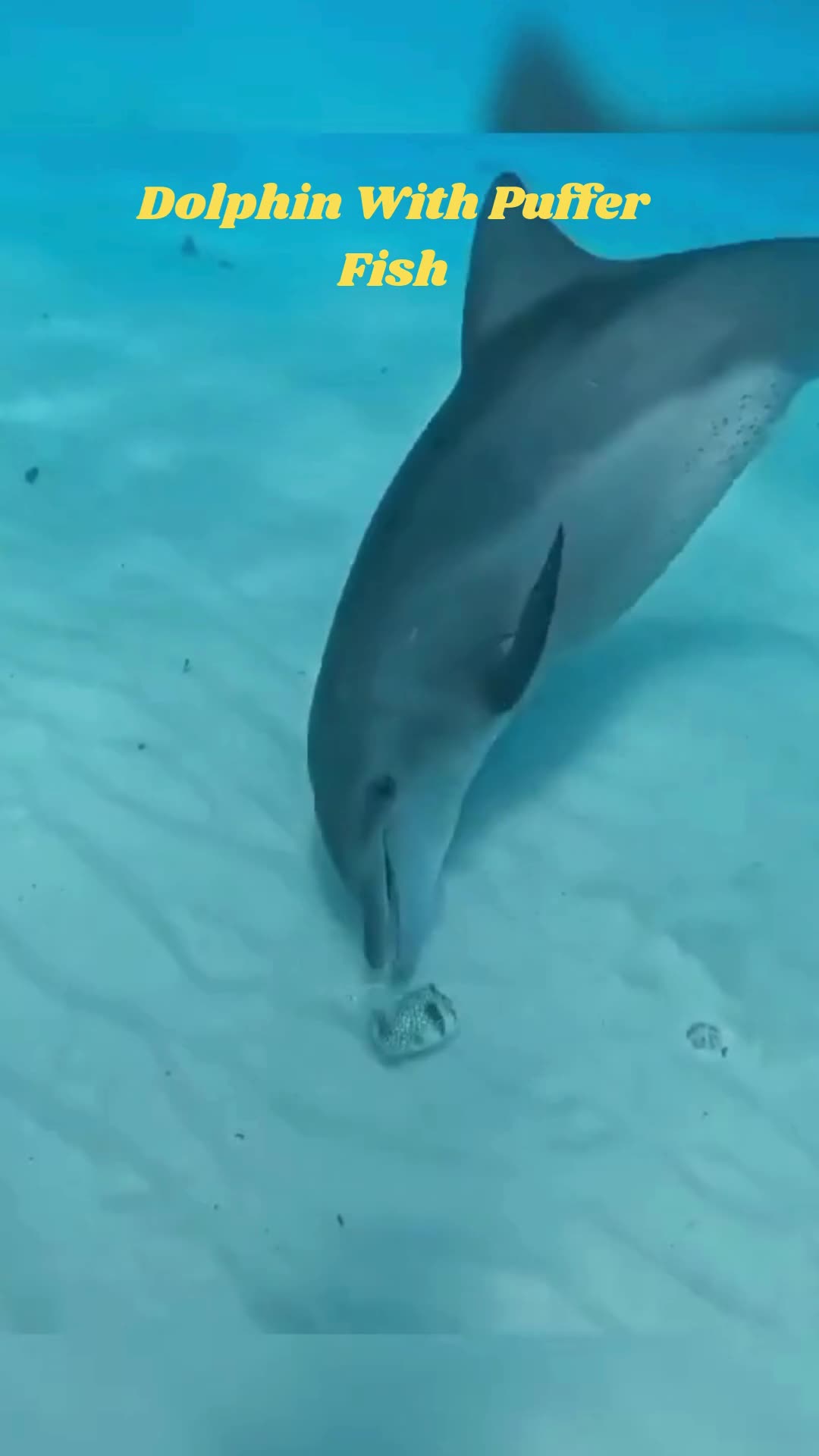 Dolphin And Puffer Fish